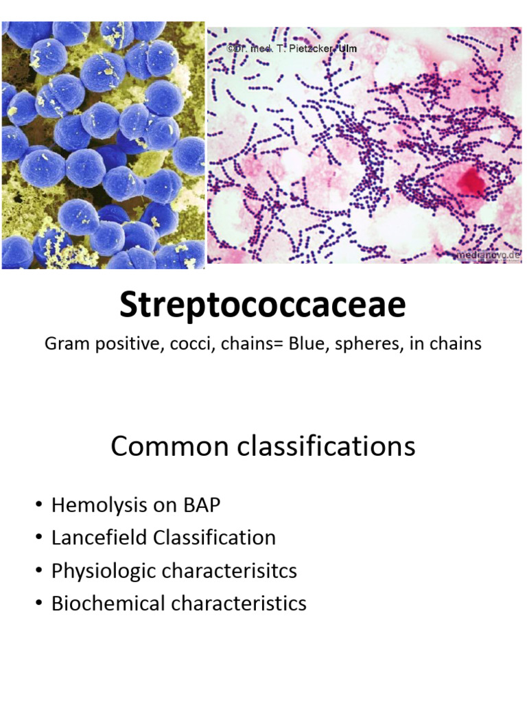 Streptococcus | PDF
