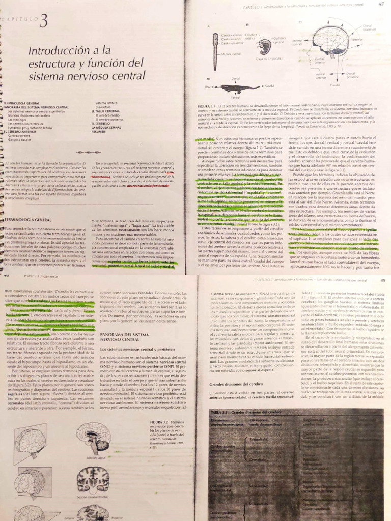 Introducción A La Estructura y Función Del SNC | PDF