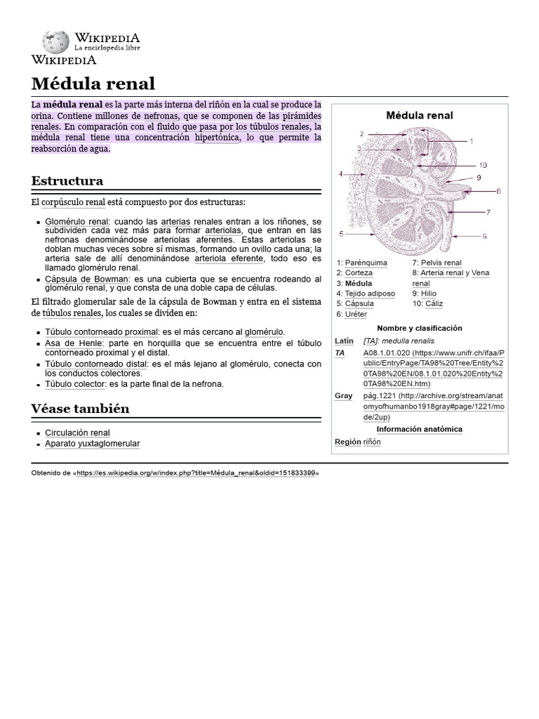 Médula Renal - Wikipedia, La Enciclopedia Libre | PDF