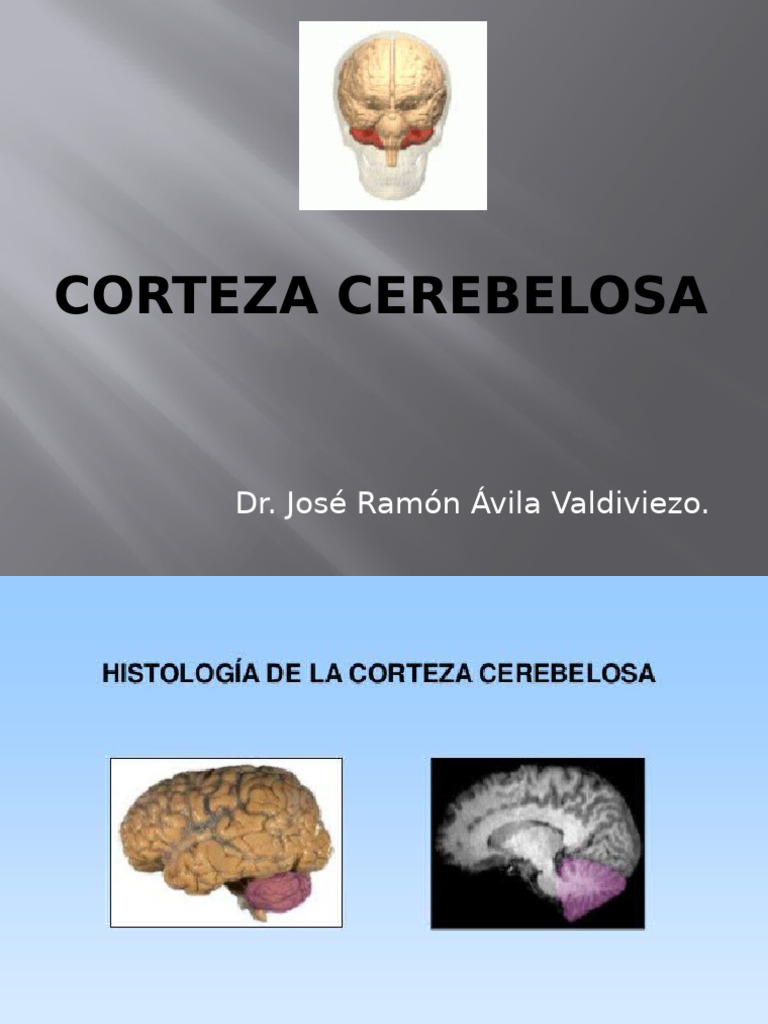7 Corteza Cerebelosa | PDF