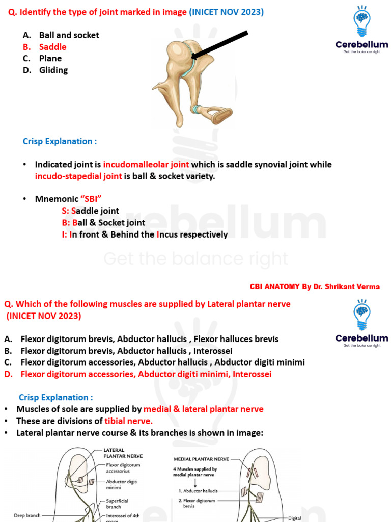 Inicet Nov 2023 Anatomy Recall | PDF