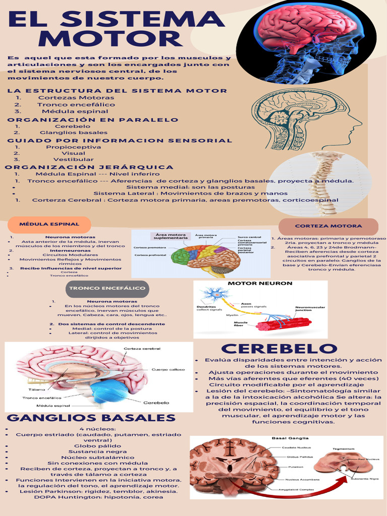Infografia Sistema Motor | PDF