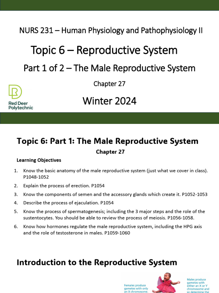 Topic 6 - Reproductive System - Part 1 of 2 - W24 | PDF