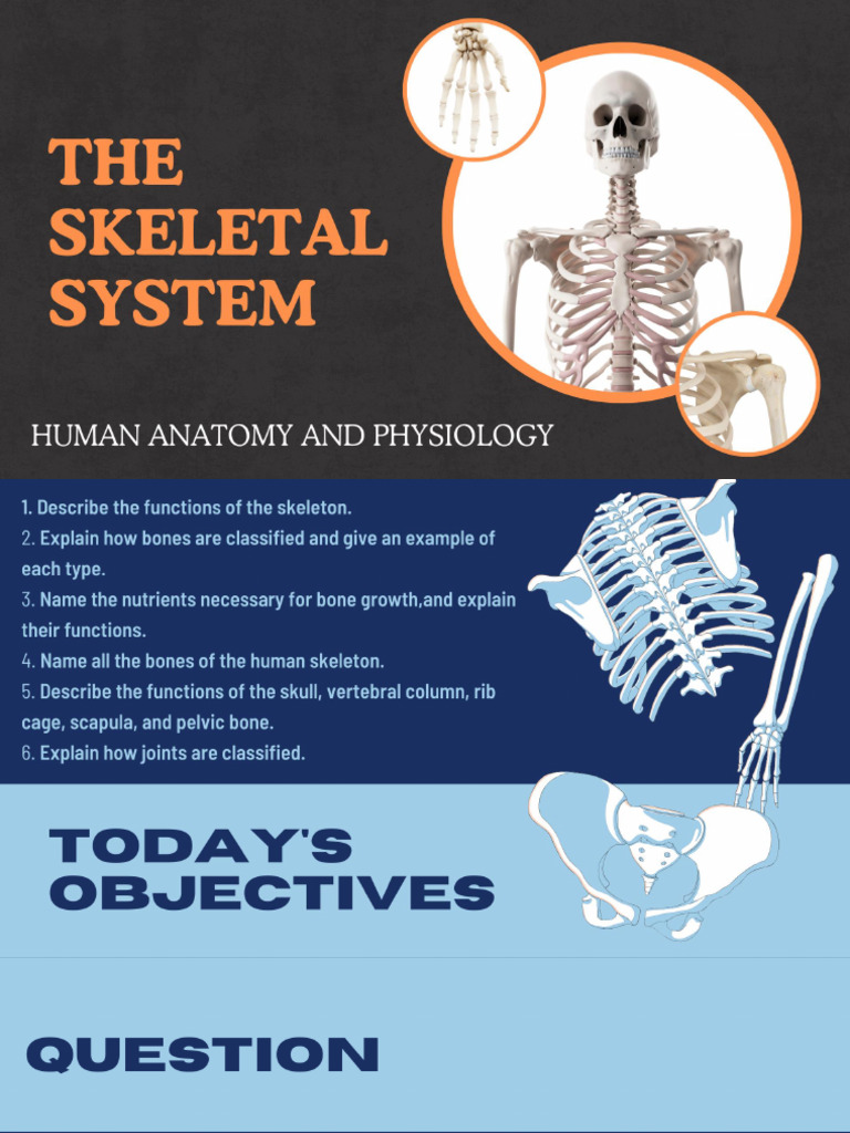 Skeletal System | PDF