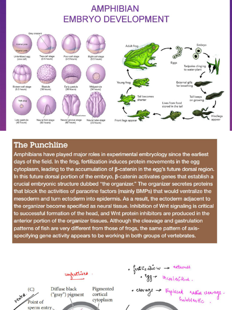 Embryo Development | PDF
