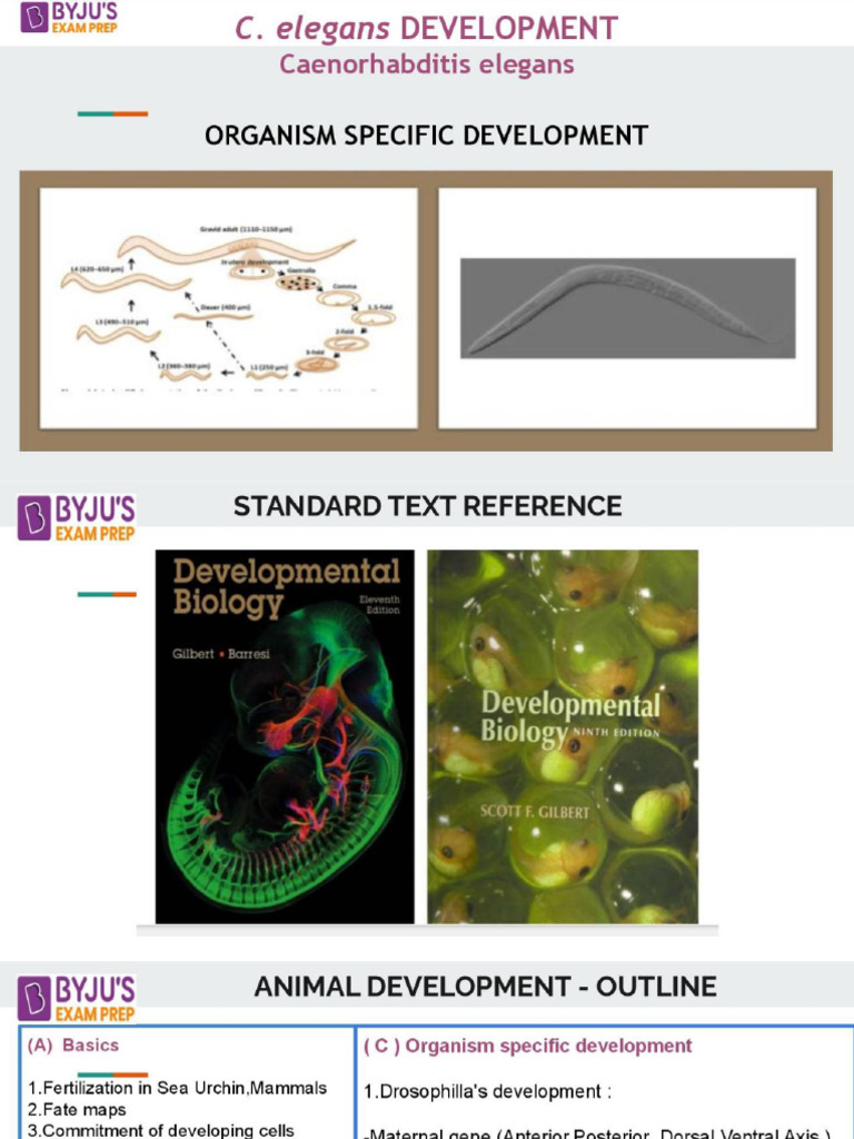 C.elegans Development | PDF