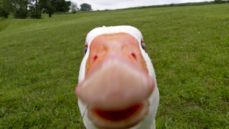 Duck | PDF