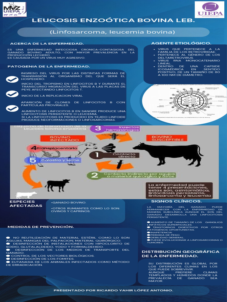 Leucosis Enzootica Bovina | PDF | Virus | Linfocitos