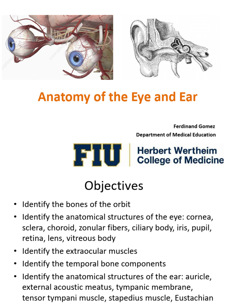 BMS 6636 Anatomy of The Eye and Ear | PDF