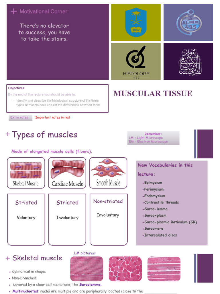 1 Muscles | PDF