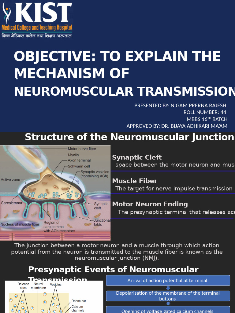 Neuromuscular Transmission | PDF
