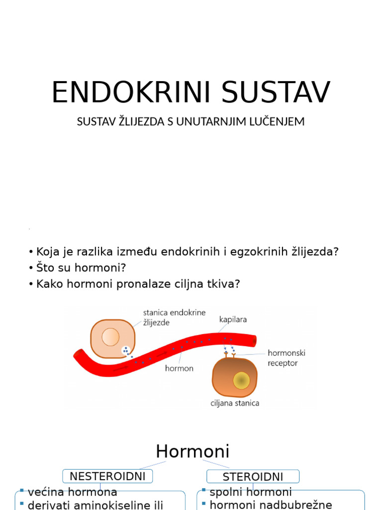 13. ENDOKRINI SUSTAV – loomen | PDF