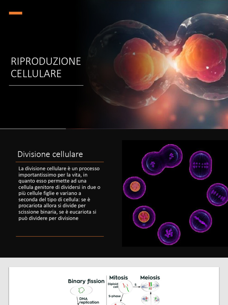 Divisione Cellulare | PDF