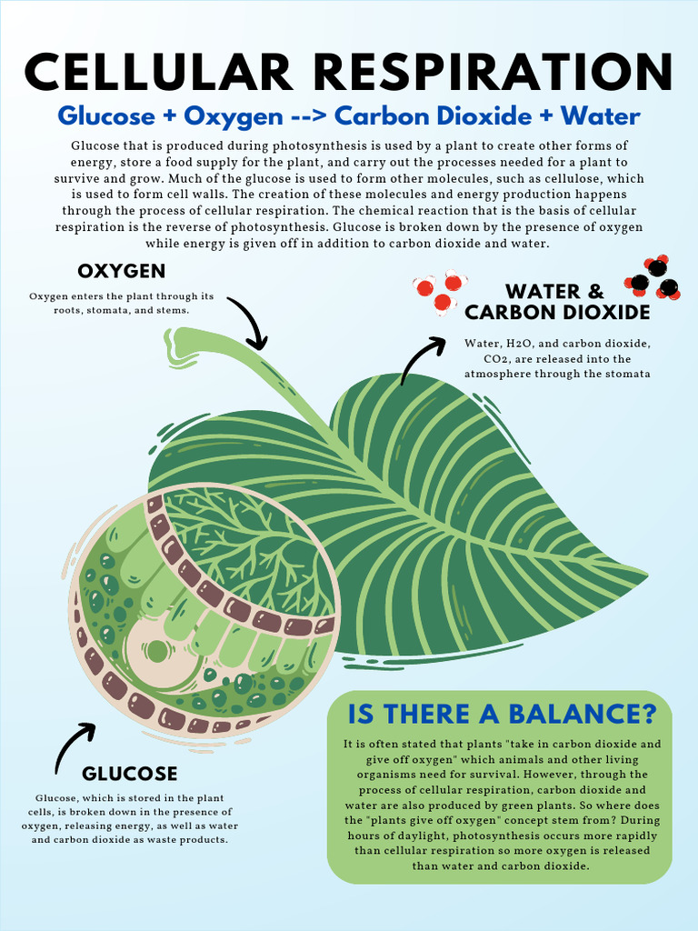 Cellular Respiration Poster in Blue and Green | PDF