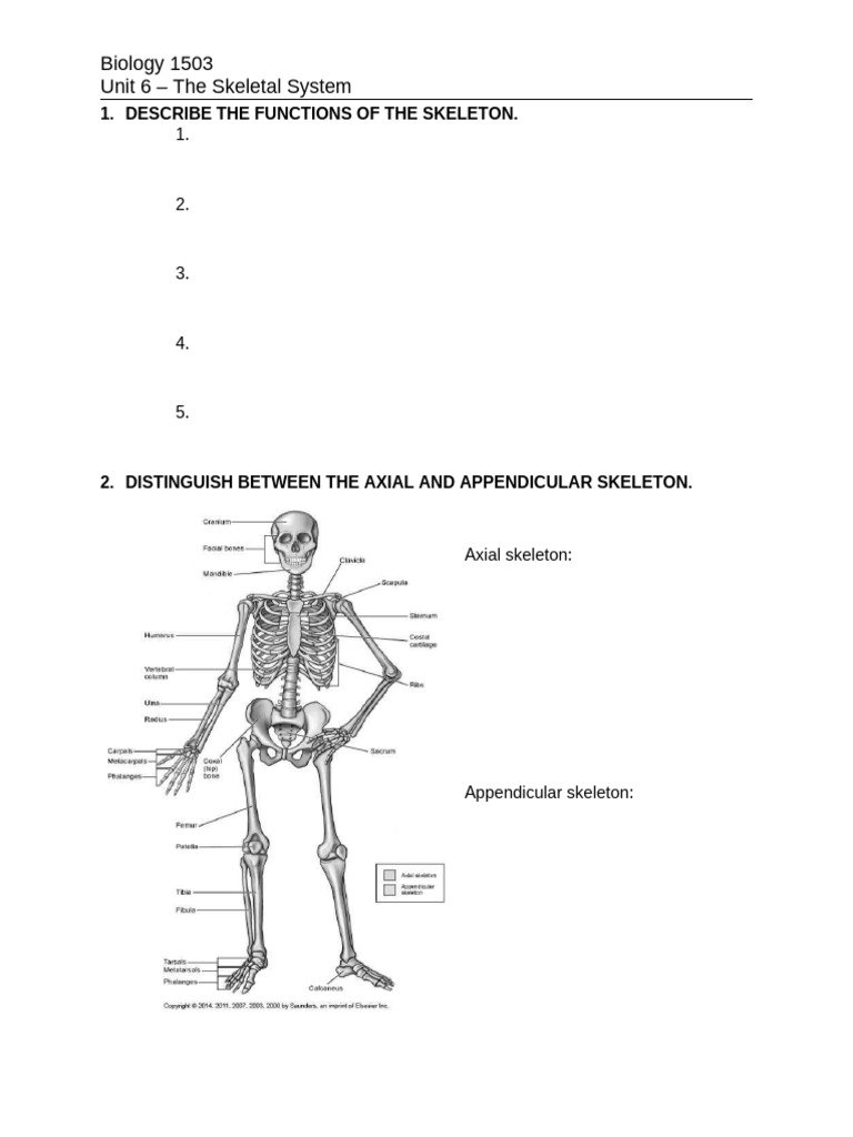 NOTES Unit 6 - The Skeletal System | PDF