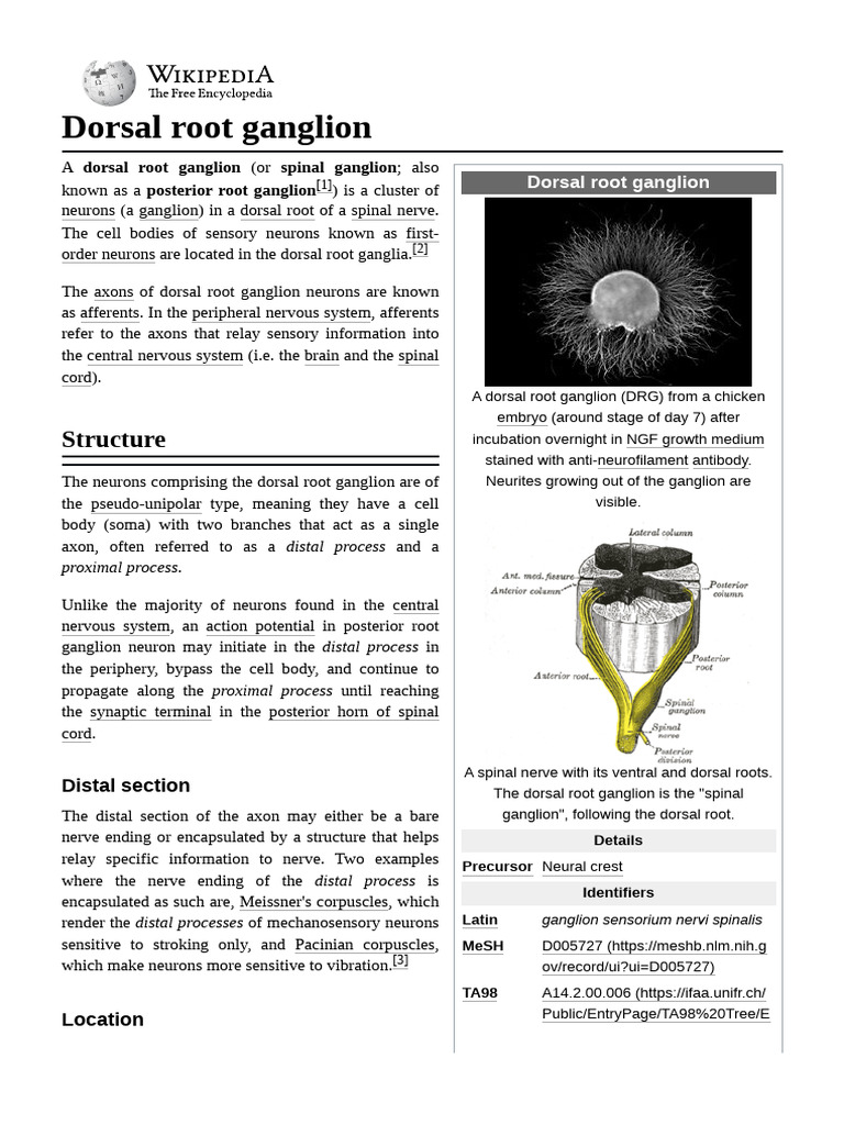Dorsal Root Ganglion | PDF