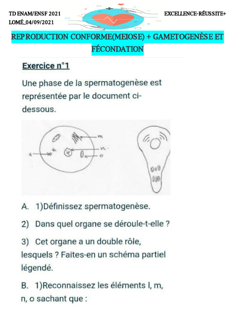 Meiose Gameto Fecondation | PDF