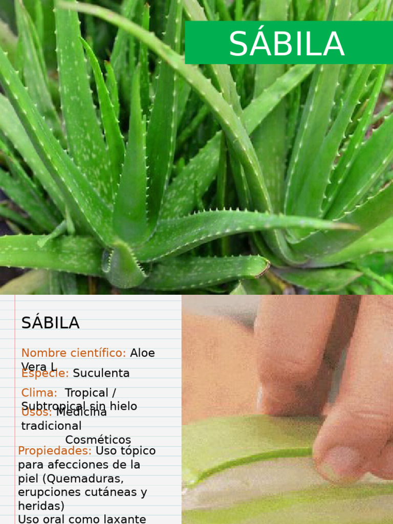 Sábila Aventureros | PDF