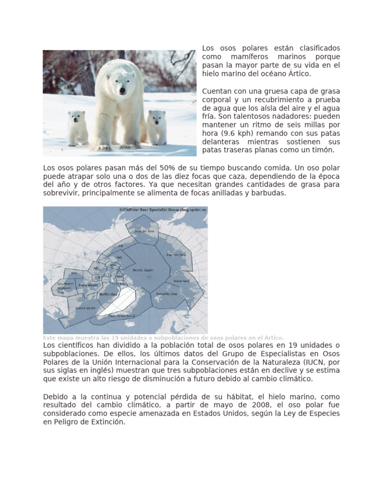 Oso Polar | PDF