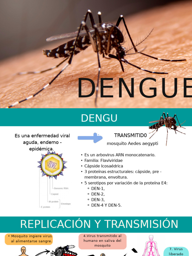 Dengue | PDF