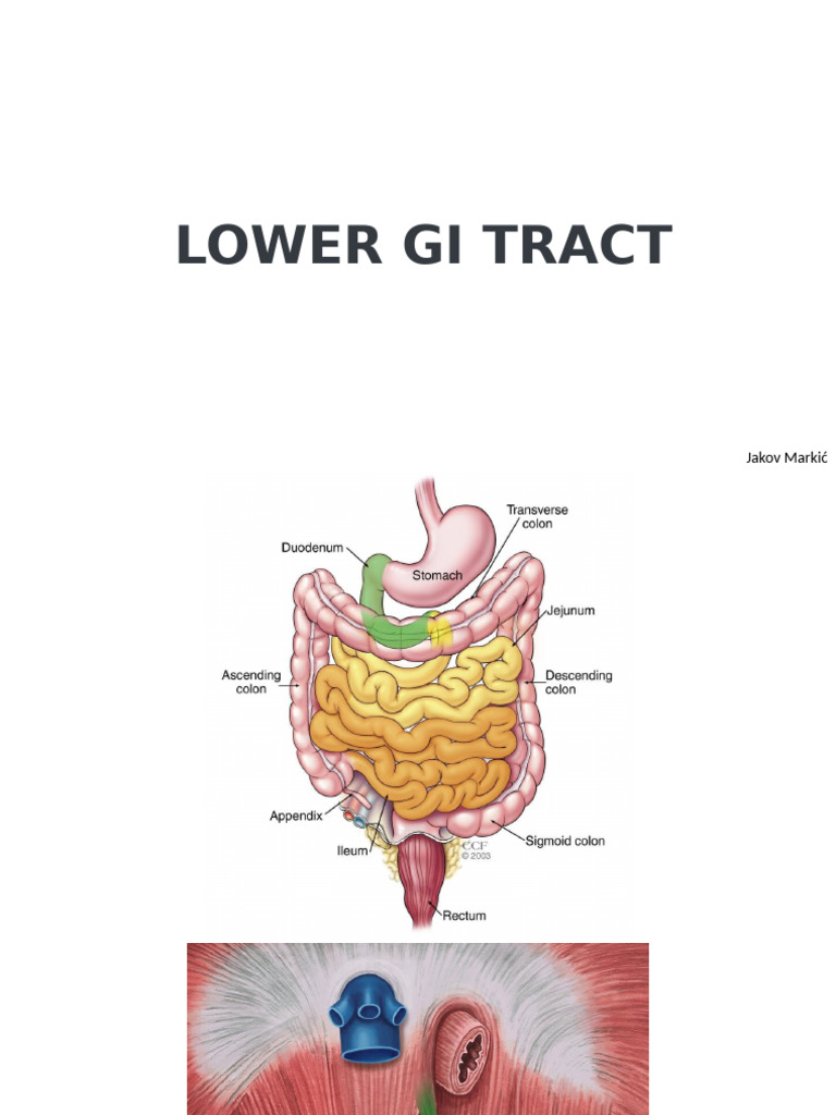 Lower GI Tract | PDF