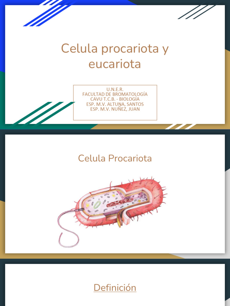 Comparativa de Células Procariotas y Eucariotas | PDF | Biología ...
