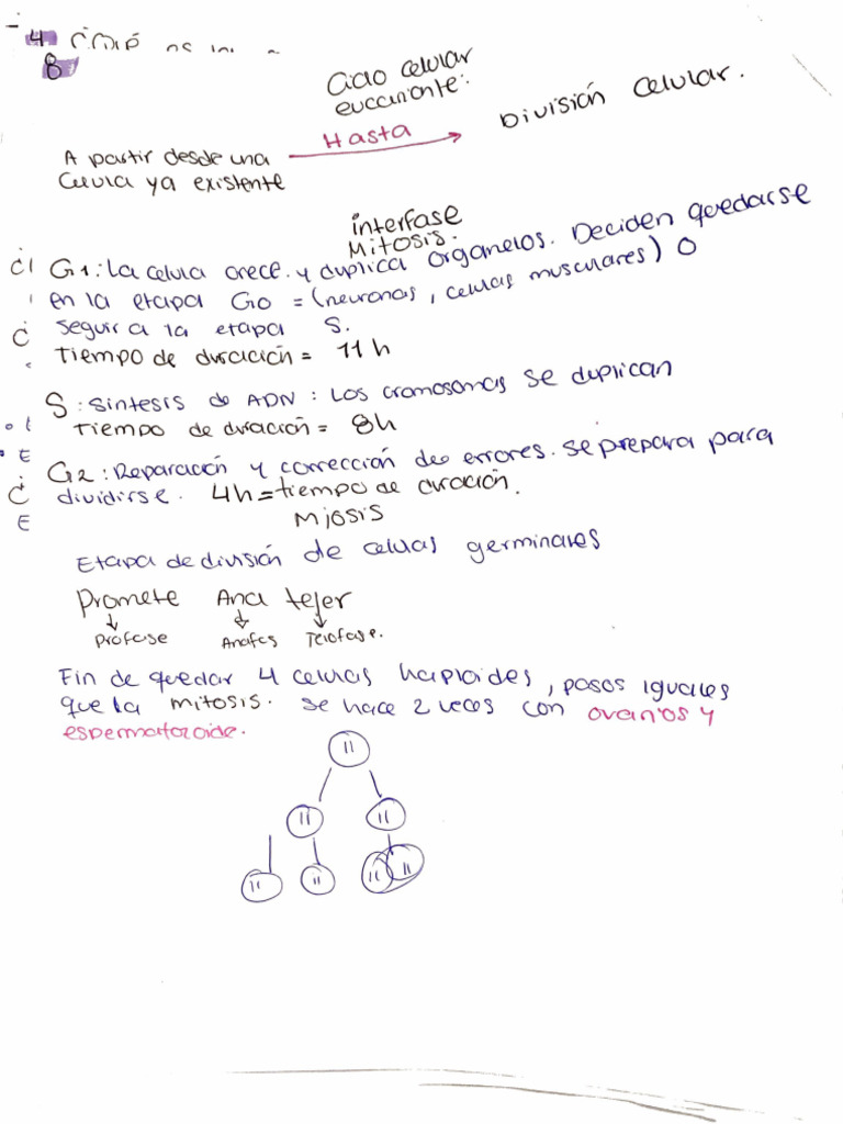 Ciclo Celular Eucarionte | PDF