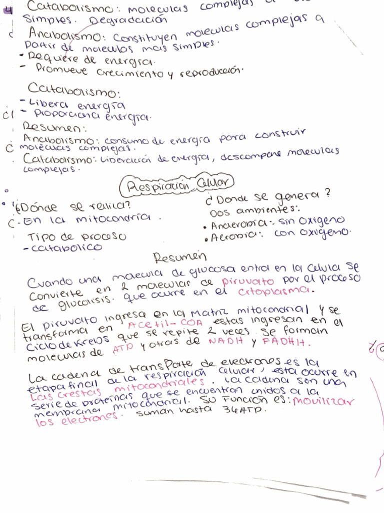 La Respiración Celular | PDF