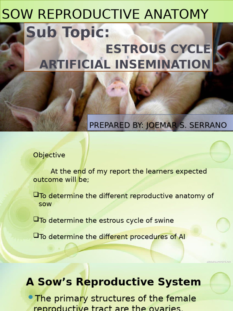 REPRODUCTIVE-ANATOMY-OF-SWINE-SERRANO-JOEMAR | PDF