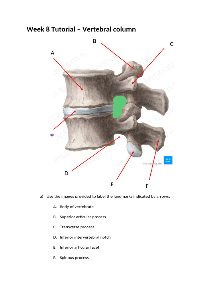 Vertebral Column Work Sheet | PDF | Vertebra | Science & Mathematics