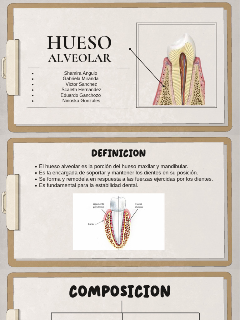 Hueso Alveolar PDF | PDF | Hueso | La matriz extracelular