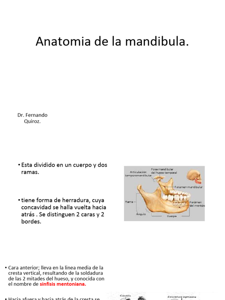 Anatomia de La Mandibula | PDF