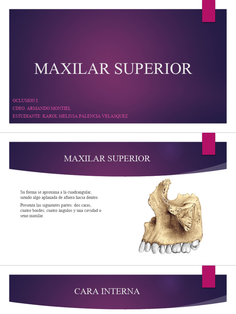 MAXILAR SUPERIOR. Karol Melissa Palencia Velasquez. | PDF