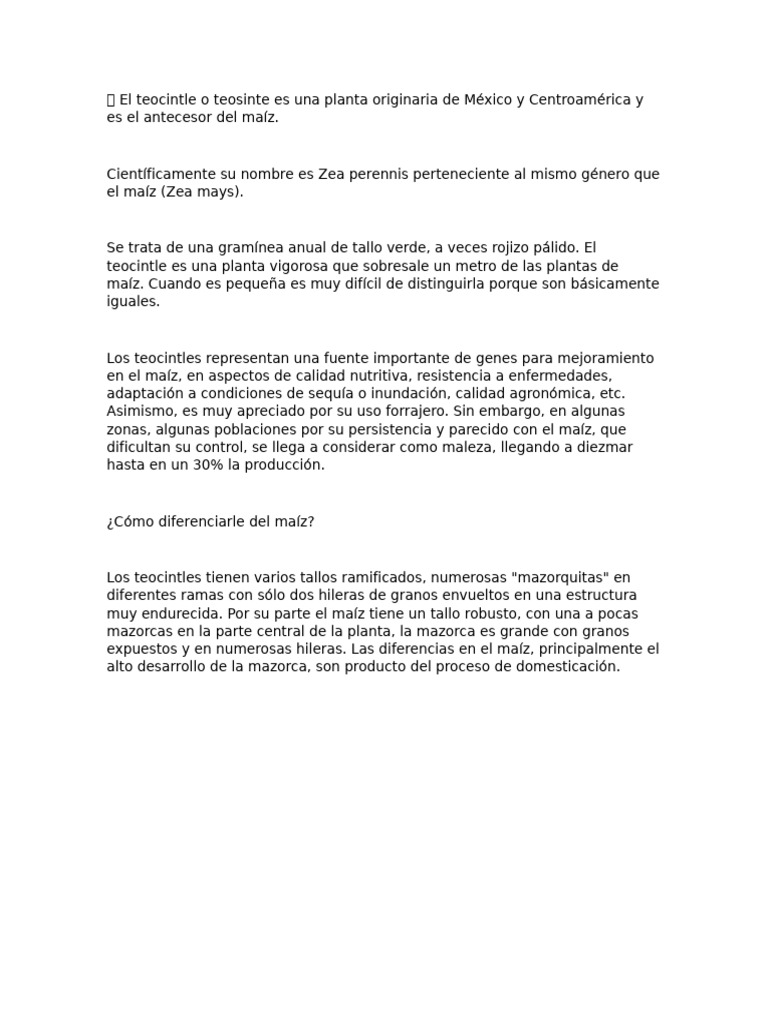 ? El Teocintle o Teosinte Es Una Planta Originaria de México y ...