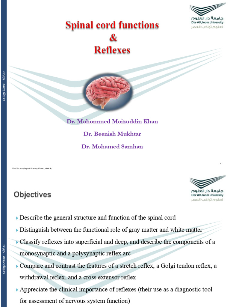 Spinal Cord Reflexes | PDF