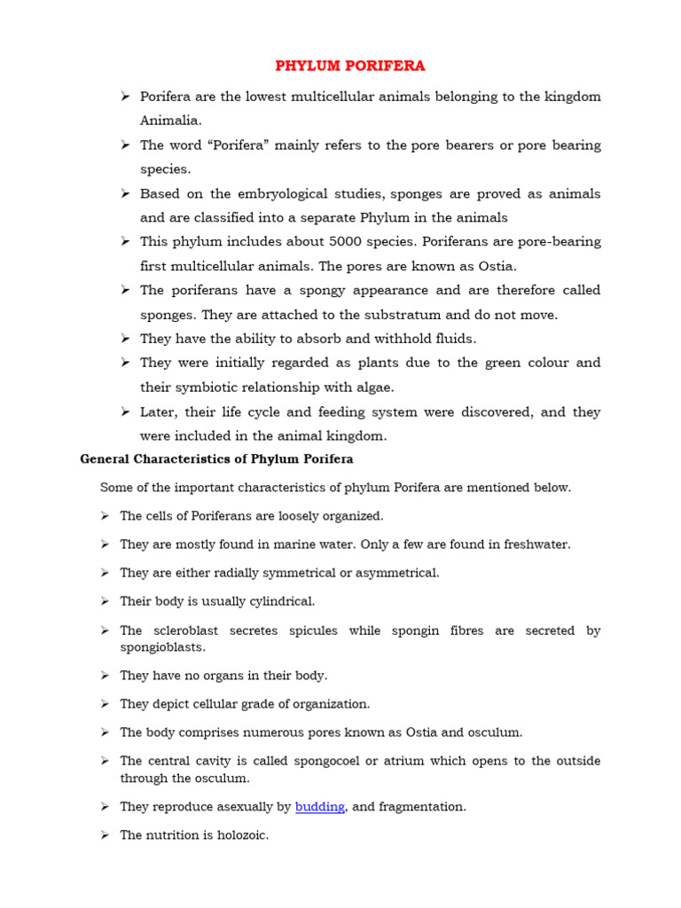 Phylum Porifera | PDF