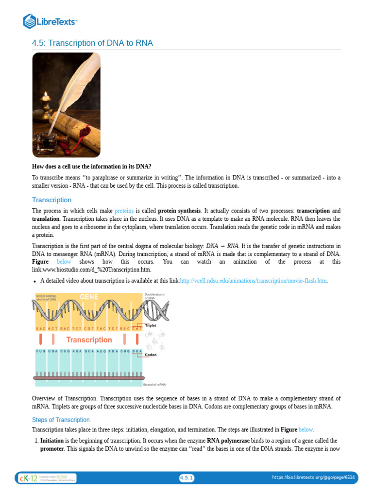 4.05 Transcription of DNA To RNA | PDF | Messenger Rna | Rna