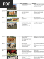Official List of Breed Codes For Bovine: Beef Breeds | PDF | Livestock | Mammal Breeds