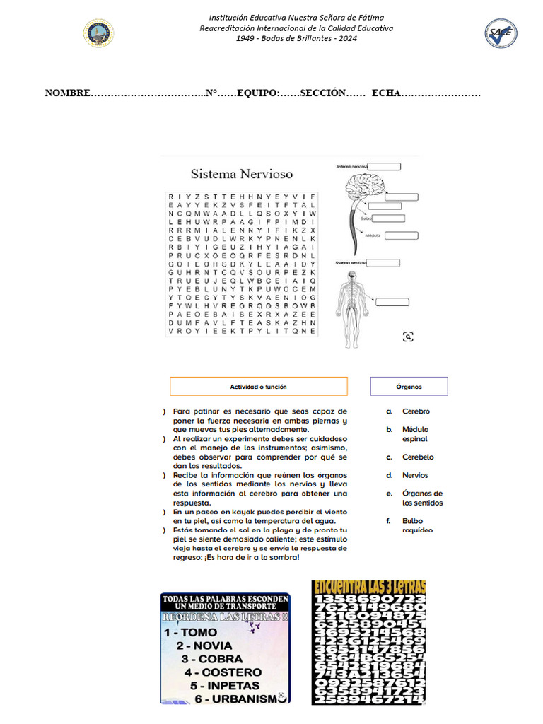 Ficha de Actividad # - Actividades Sistema Nervioso | PDF