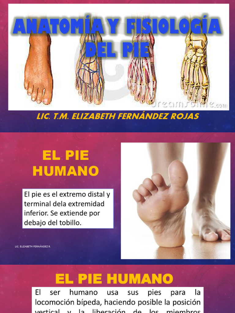 Anatomia y Fisiologia Del Pie | PDF