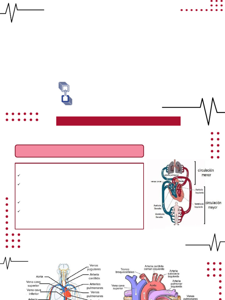 Morfo II Tema 5 | PDF | Artería | Sistema circulatorio