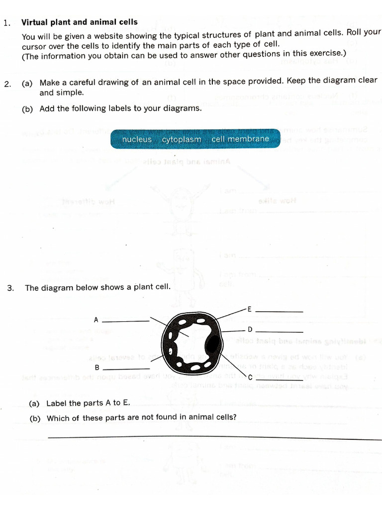 Biology Cell Exercise | PDF