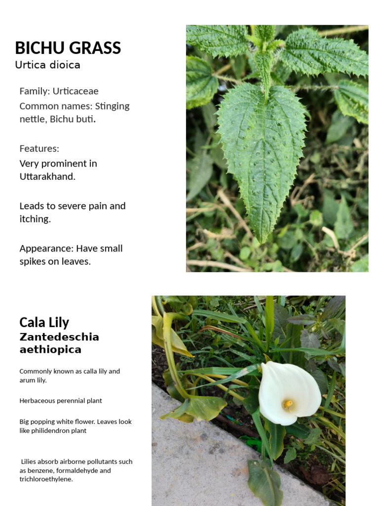 Biodiversity Documentation Final | PDF