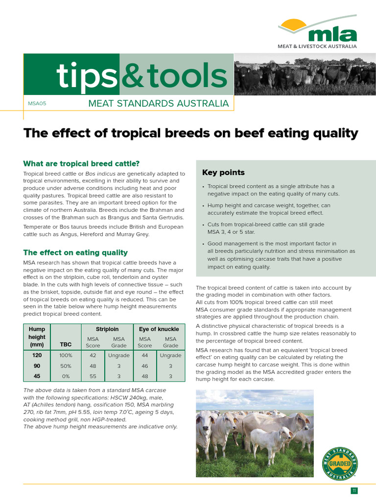 Effect of Tropical Breeds On Beef | PDF