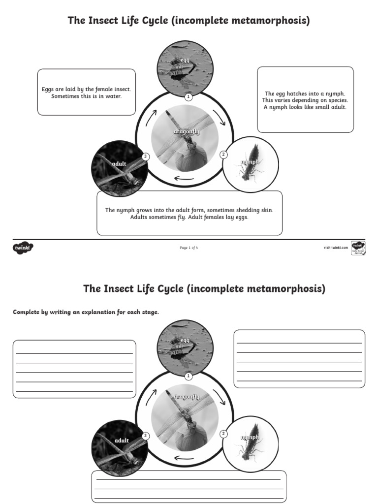 Incomplete Metamorphosis Insect Life Cycle | PDF | Dragonfly | Insects