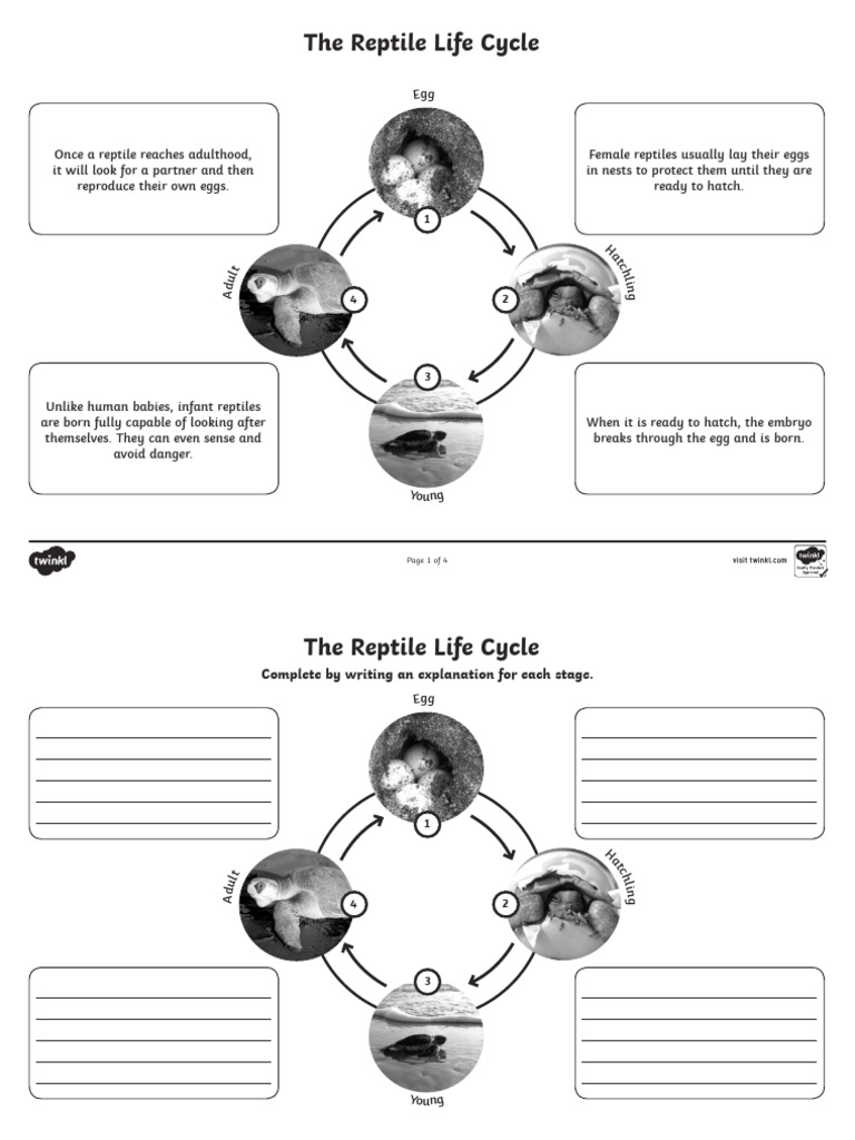 Reptile Life Cycle | PDF