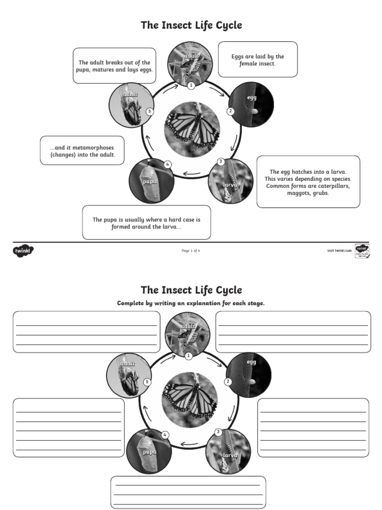 Complete Metamorphosis Insect Life Cycle | PDF