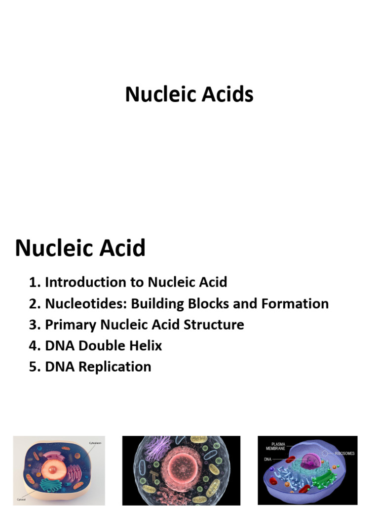 LEC06 Nucleic-Acids | PDF