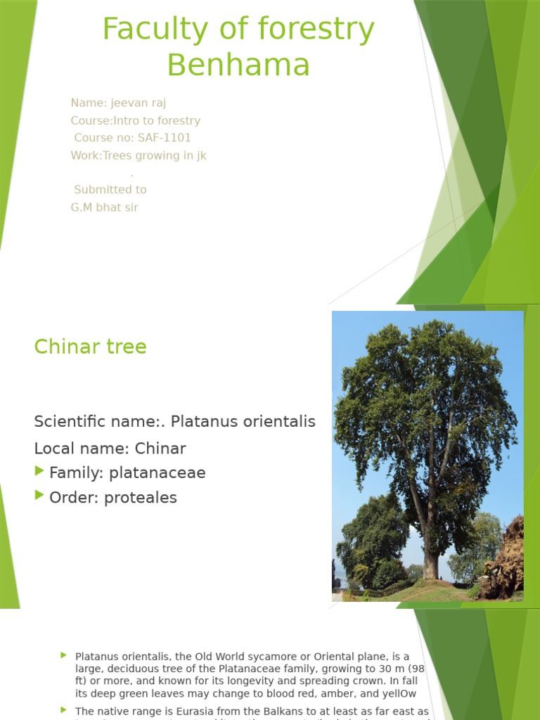 intro to forestry | PDF