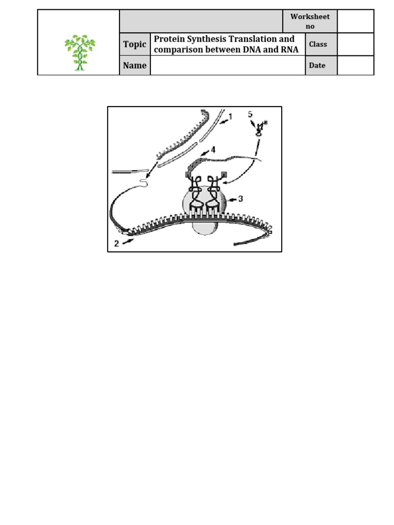 Life Sciences: Protein Synthesis Worksheet | PDF | Translation (Biology ...